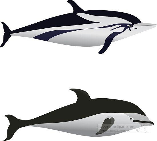 Free two dolphin species vector clipart - Classroom Clipart