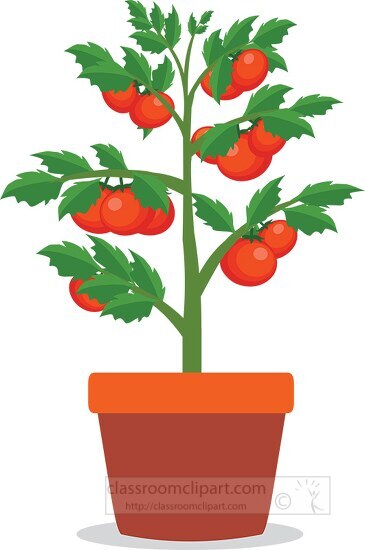 tomato plant clipart - Classroom Clipart