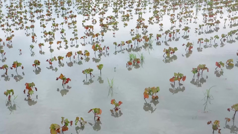 Aerial view of storm water on cotton fields texas