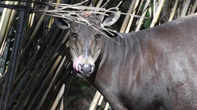 Free duiker animal - Classroom Clipart