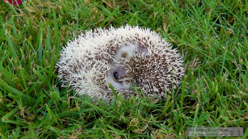 hedgehog sleeping in grass - Classroom Clip Art