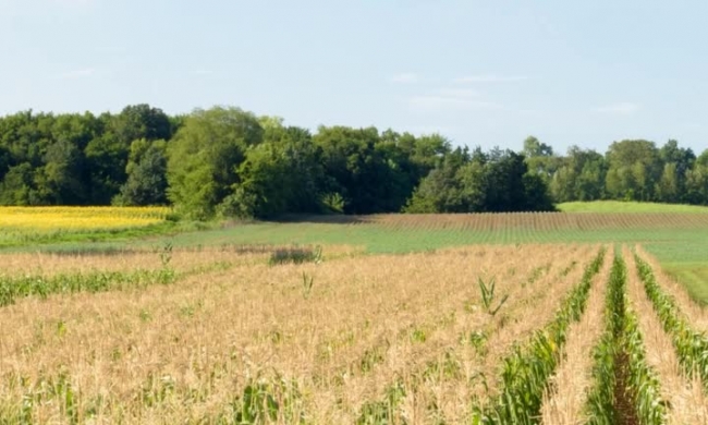 pano rows of corn - Classroom Clipart