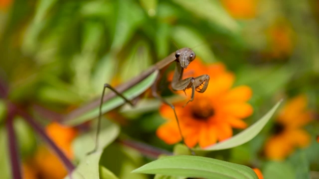 Animal Videos-praying mantis