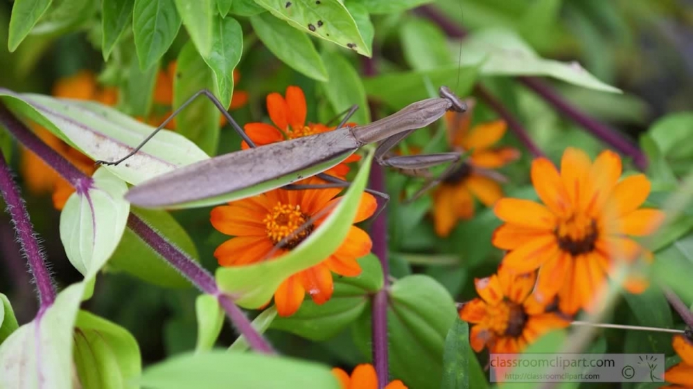 Animal Videos-praying mantis