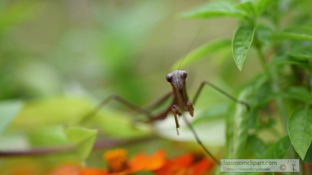 Animal Videos - praying mantis front view