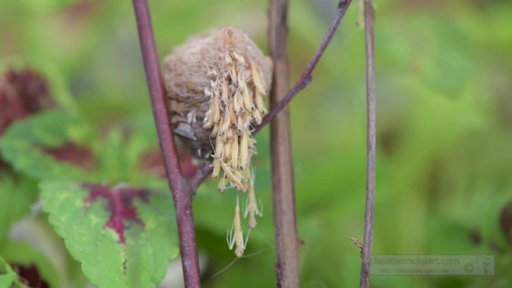 praying mantis hatching from ootheca - Classroom Clip Art