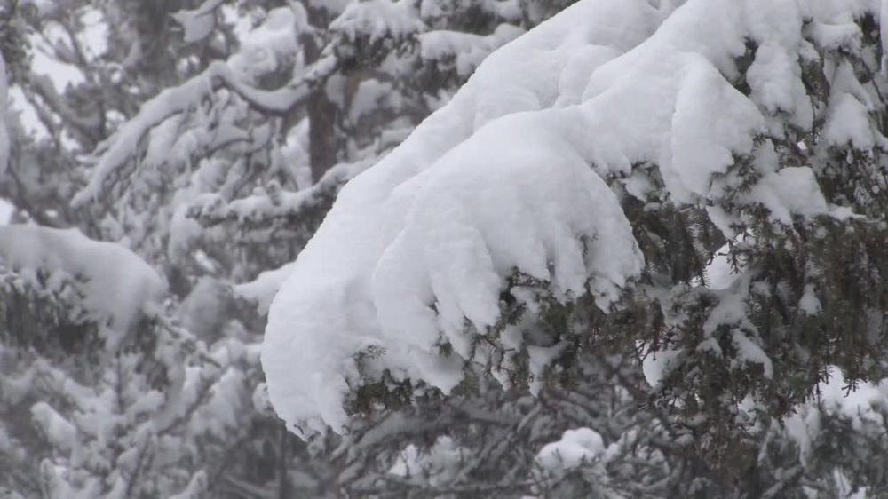 snow falling on tree branches - Classroom Clip Art