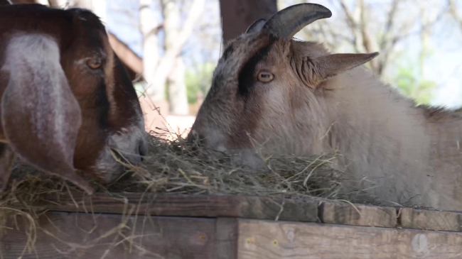 two goats eating hay - Classroom Clip Art