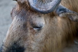 Takin Photos - Animal Photos - Photos - Classroom Clip Art