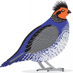 Classroom Clip Art - quail