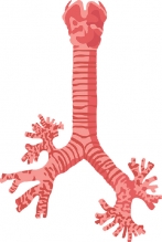 Classroom Clip Art - bronchi