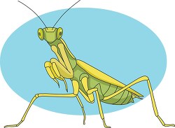 Insect Clipart - Animal Clipart - Clipart - Classroom Clip Art