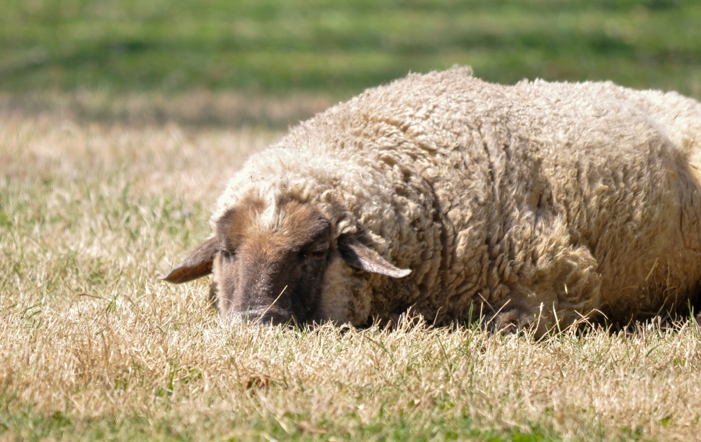 a lone domestic sheep - Classroom Clip Art