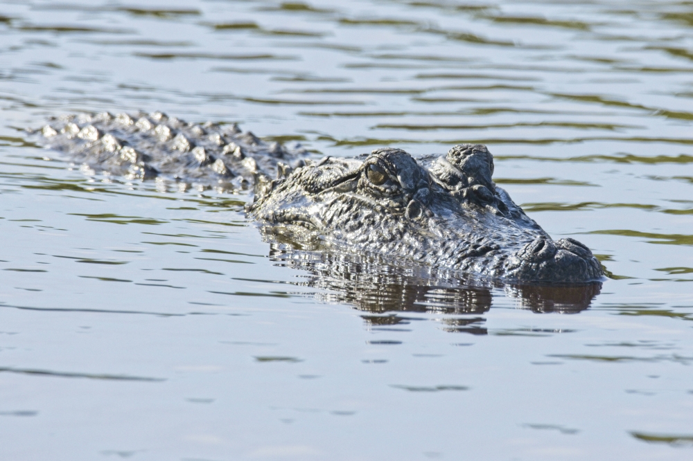 American alligator floating in water - Classroom Clip Art