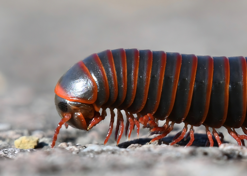 American giant millipede closeup side view - Classroom Clip Art