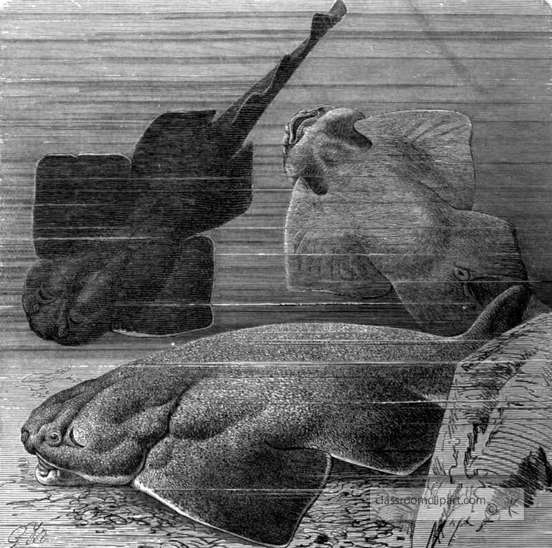 Ocean Animal Illustrations-angel fish bw animal illustration