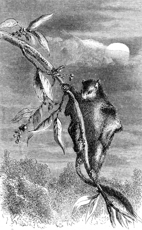 Mammal Illustrations-anomalurus illustration