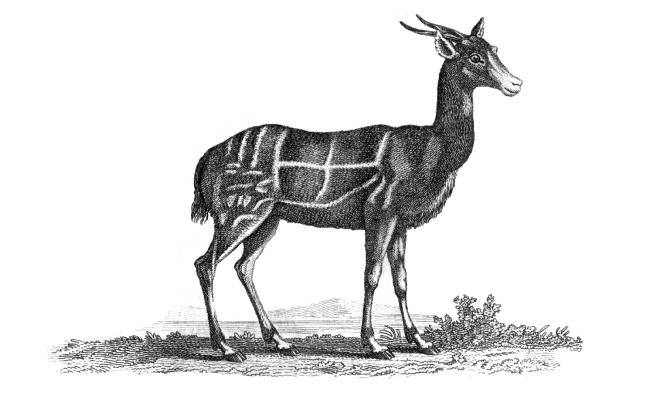Mammal Illustrations-Antelope Illustration