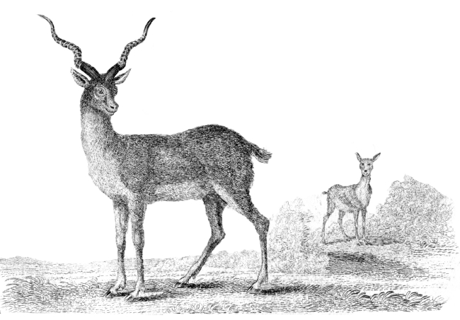 Mammal Illustrations-Antelope Illustration