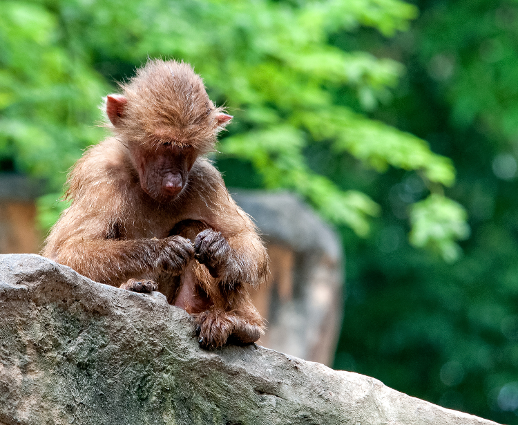 Baboon Photo 7895 - Classroom Clip Art