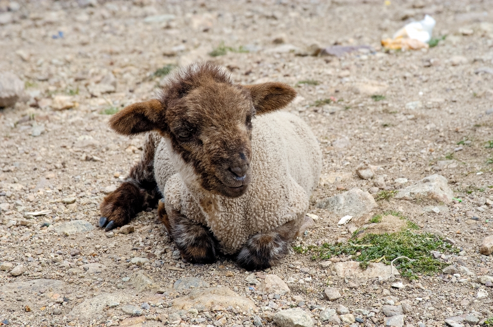 Peru-baby sheep in peru 024
