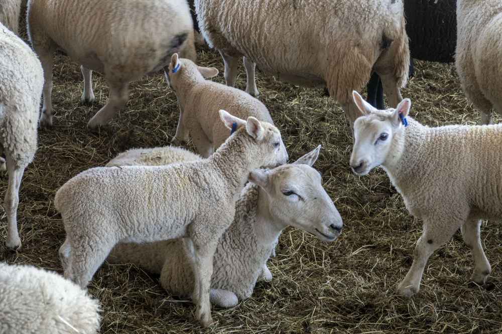 baby sheep on farm photo - Classroom Clip Art