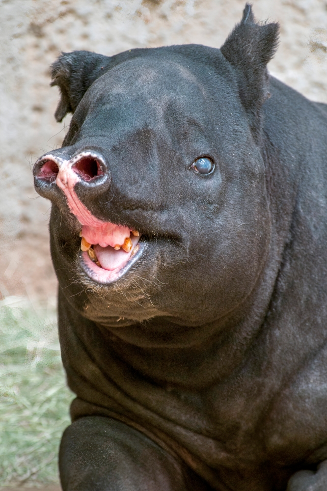 baird tapir with open mouth snout - Classroom Clipart
