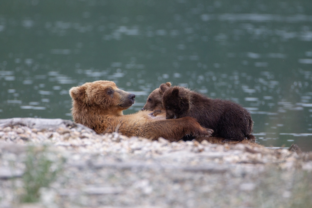 bear nursing - Classroom Clip Art