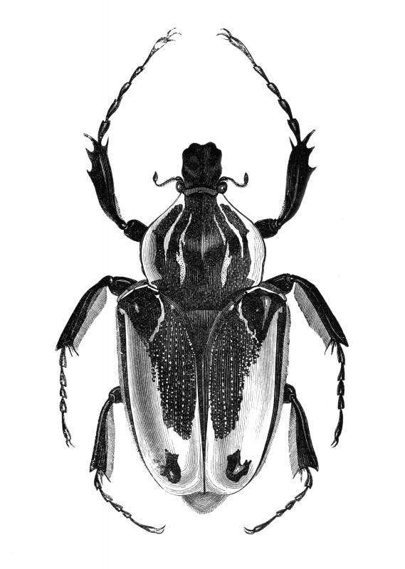 Insect Illustrations-Beetle Illustration