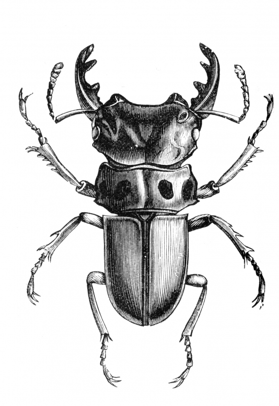 Insect Illustrations-Beetle Illustration