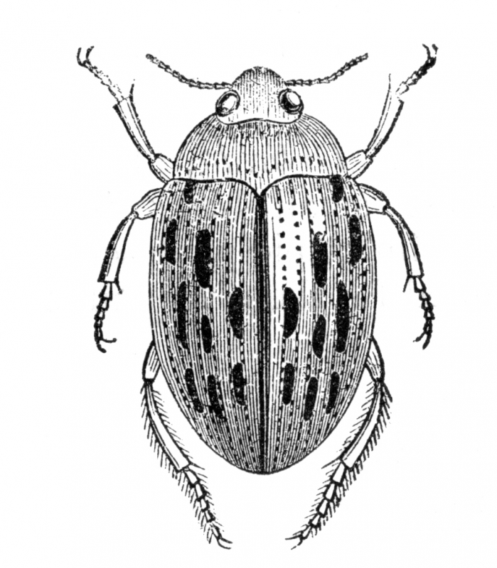 Insect Illustrations-Beetle Illustration