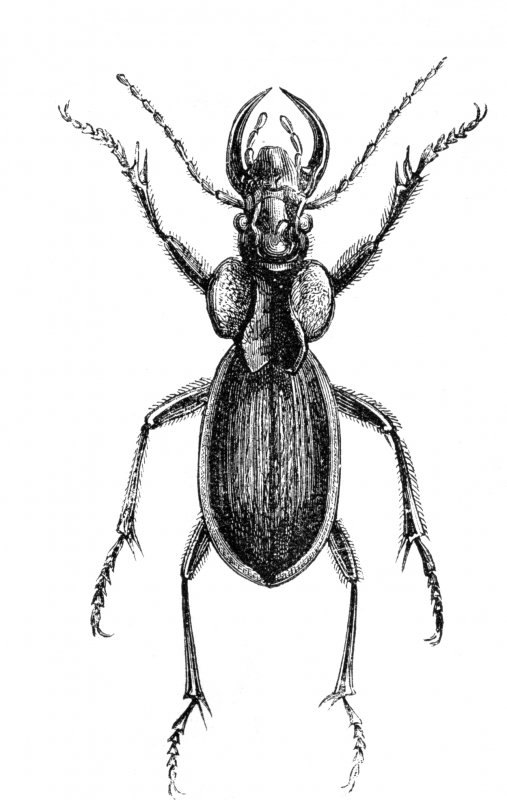 Insect Illustrations-Beetle Illustration
