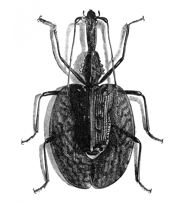 Insect Illustrations-Beetle Illustration