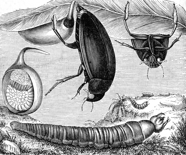 Insect Illustrations-Beetle Illustration