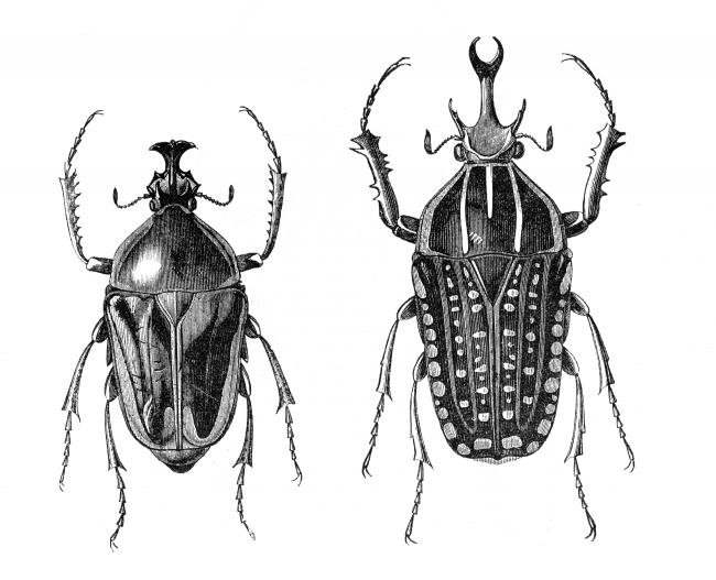 Insect Illustrations-Beetle Illustration