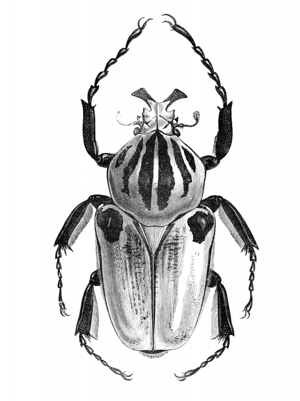 Insect Illustrations-Beetle Illustration