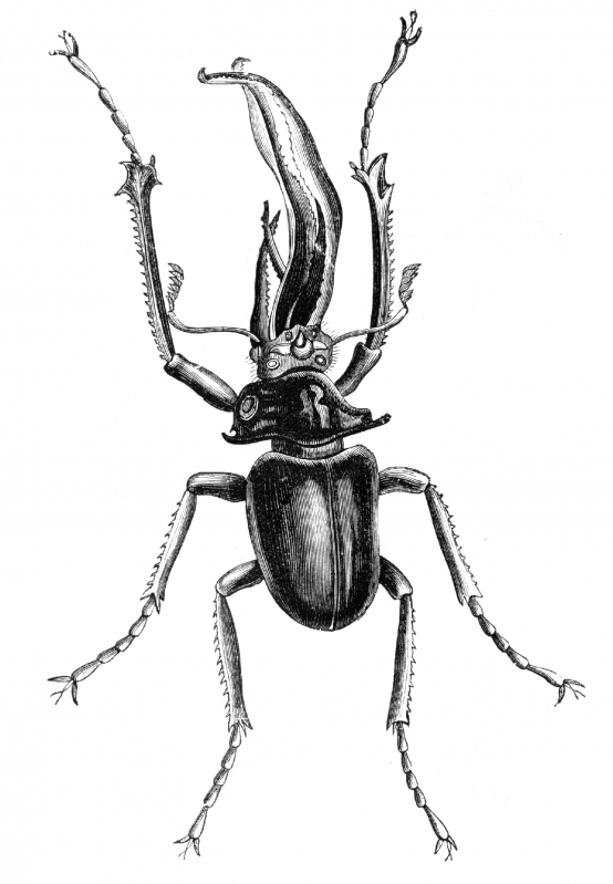 Insect Illustrations-Beetle Illustration
