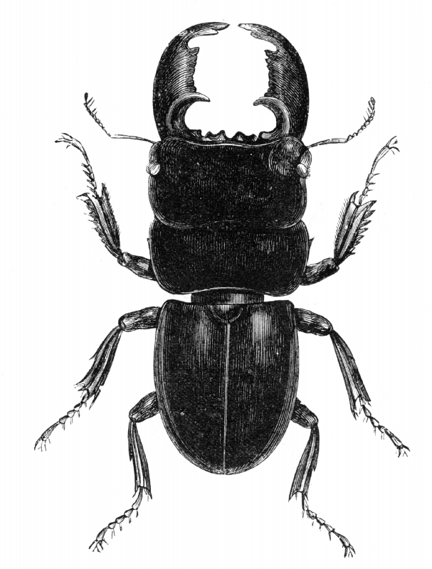 Insect Illustrations-Beetle Illustration