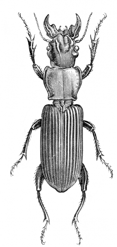 Insect Illustrations-Beetle Illustration