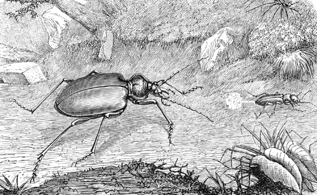 Insect Illustrations-Beetle Illustration