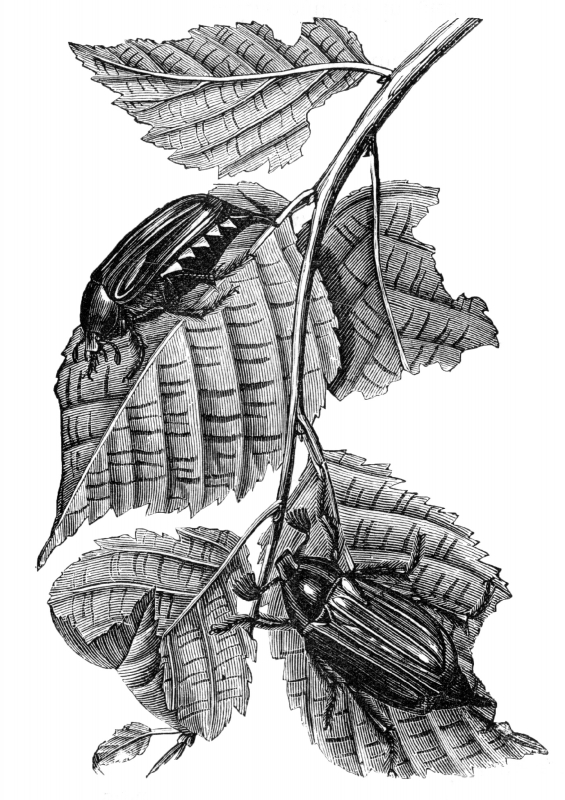 Insect Illustrations-Beetle Illustration