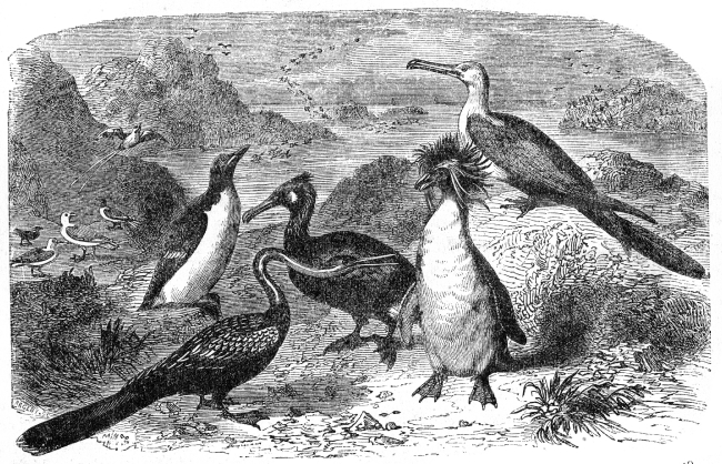 birds bird illustration - Classroom Clip Art