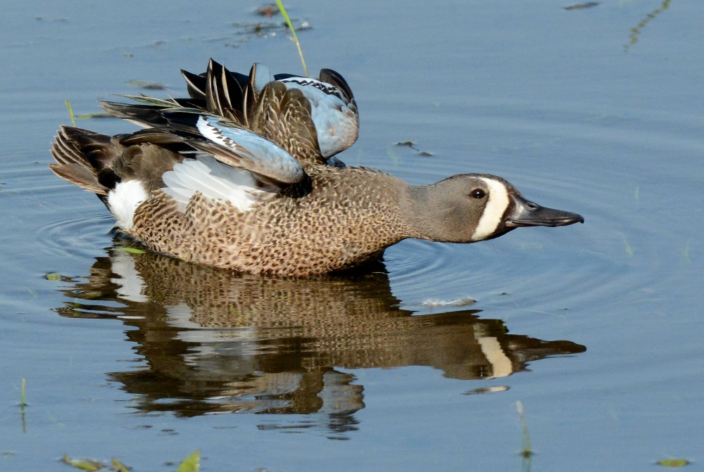 Bird Photos - Blue-winged Teal drake