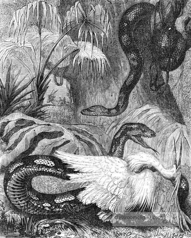 boa constrictor Illustration - Classroom Clip Art