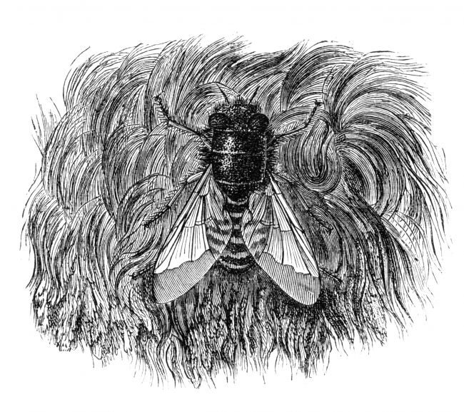 Free Bot Fly Illustration - Classroom Clipart