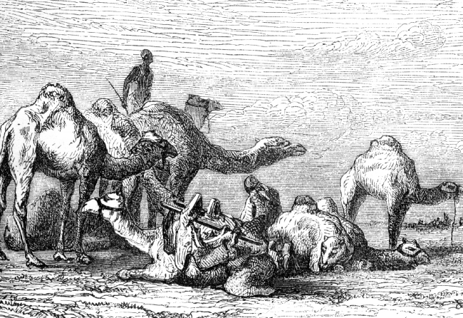 camel drivers illustration - Classroom Clipart