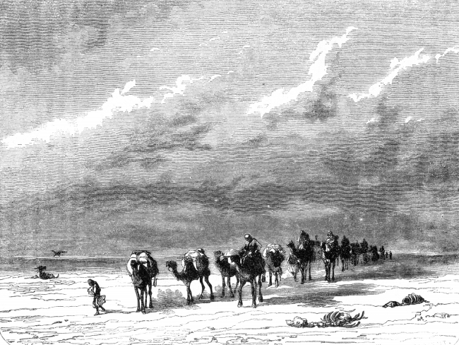 Mammal Illustrations-camel equipped for war illustration