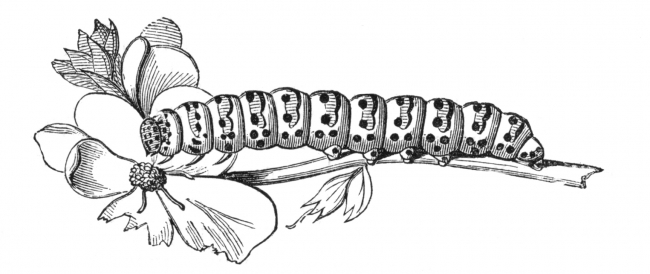 Free Caterpillar Illustration - Classroom Clipart