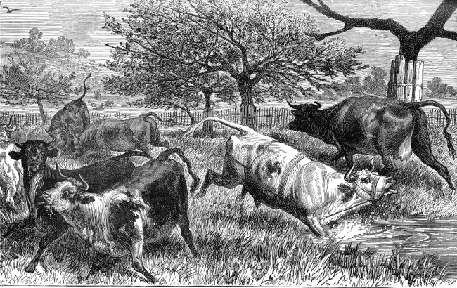 Insect Illustrations - Cattle attacked by Bot Fly Illustration