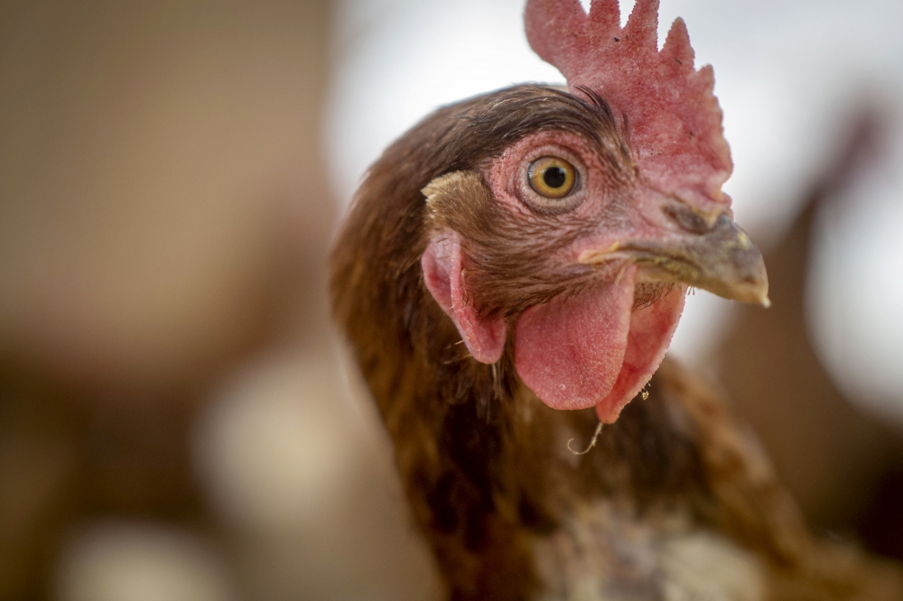chicken closeup side view at farm - Classroom Clip Art